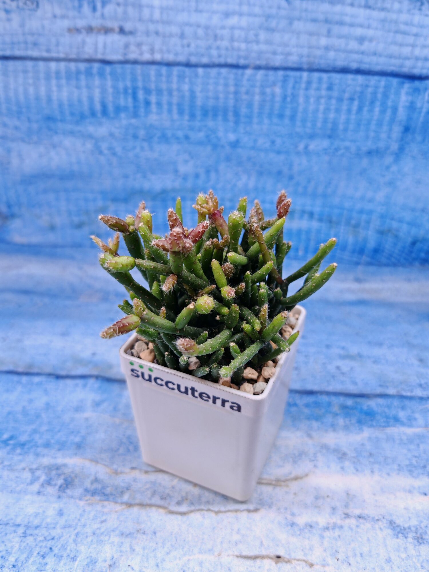 Кактус Rhipsalis Burchellii (Рипсалис). Диаметр горшка 5 см. Субстрат Succuterra Classic и фирменный горшочек в комплекте.