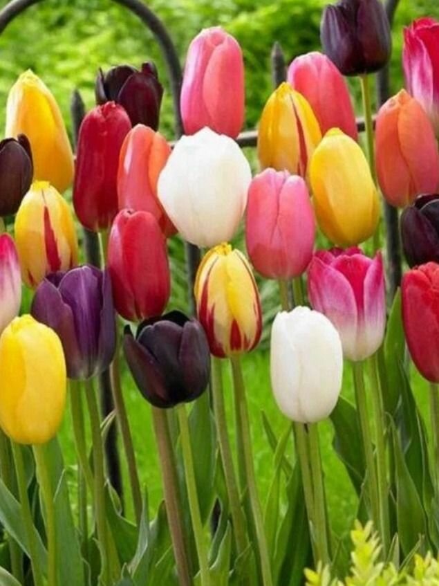 Тюльпан для выгонки Триумф смесь крупная луковица 10 шт. Сотка