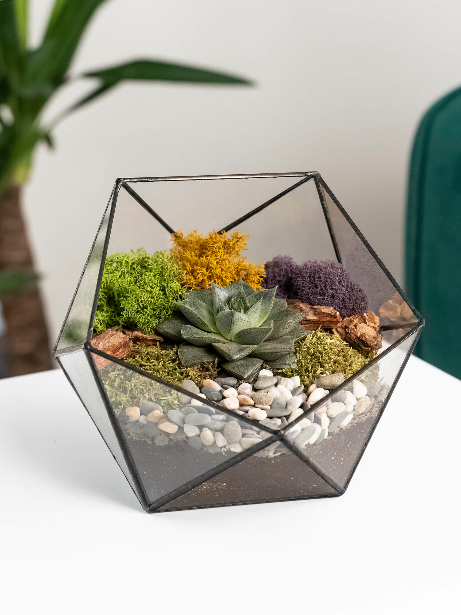 Geo Glass: Флорариум с живым суккулентом , колба для растений , суккулент Эхеверия , подарок