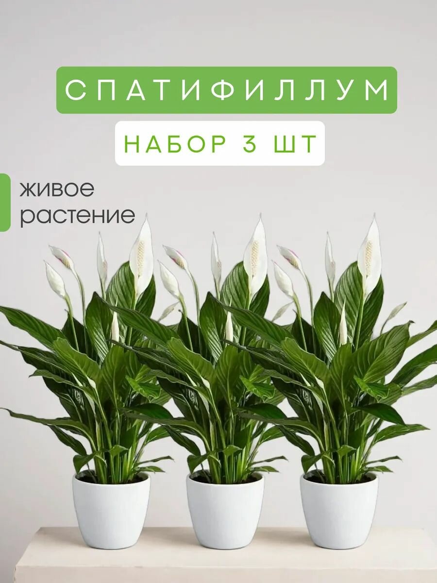 Набор комнатных растений GREEN TOWN "Спатифиллум", живой цветок в горшке