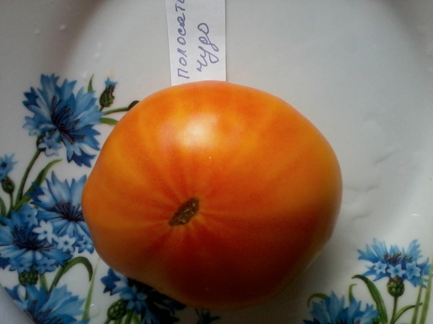 Коллекционные семена томата Полосатое Чудо