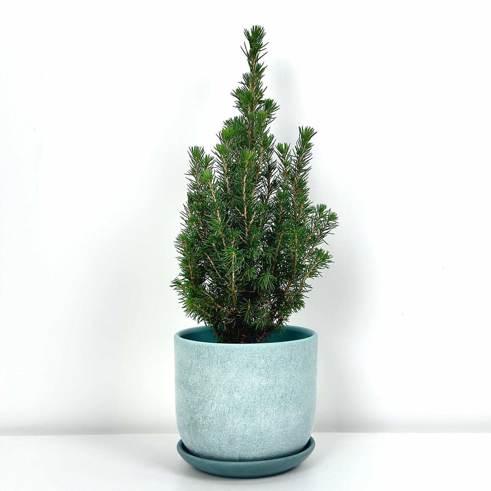 Ель живая Коника в керамическом гошке D12 см цвет Замша бирюзовый Бук высота композиции 30-35 см