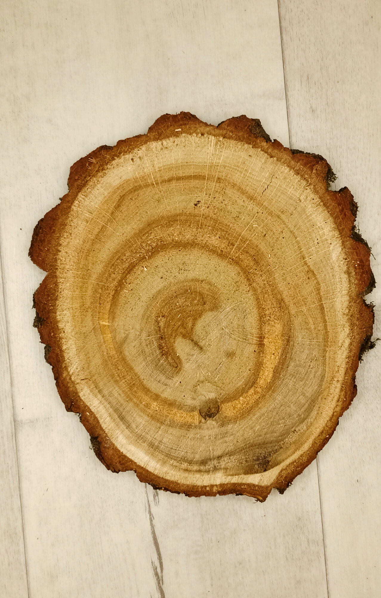 Спил дуба, натуральный спил дуба для декора и интерьера, спил дерева с корой