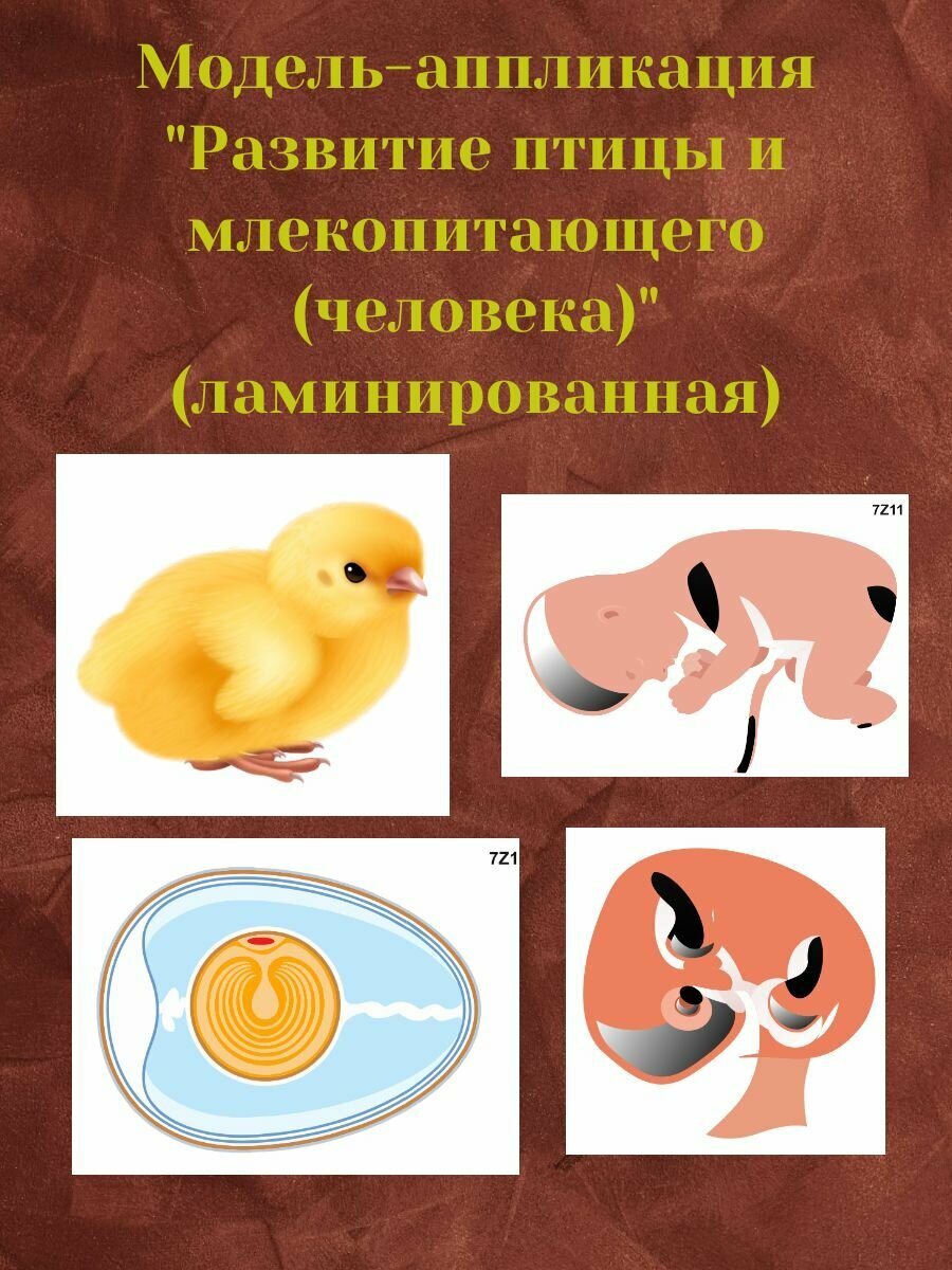 Модель-аппликация "Развитие птицы и млекопитающего (человека)"