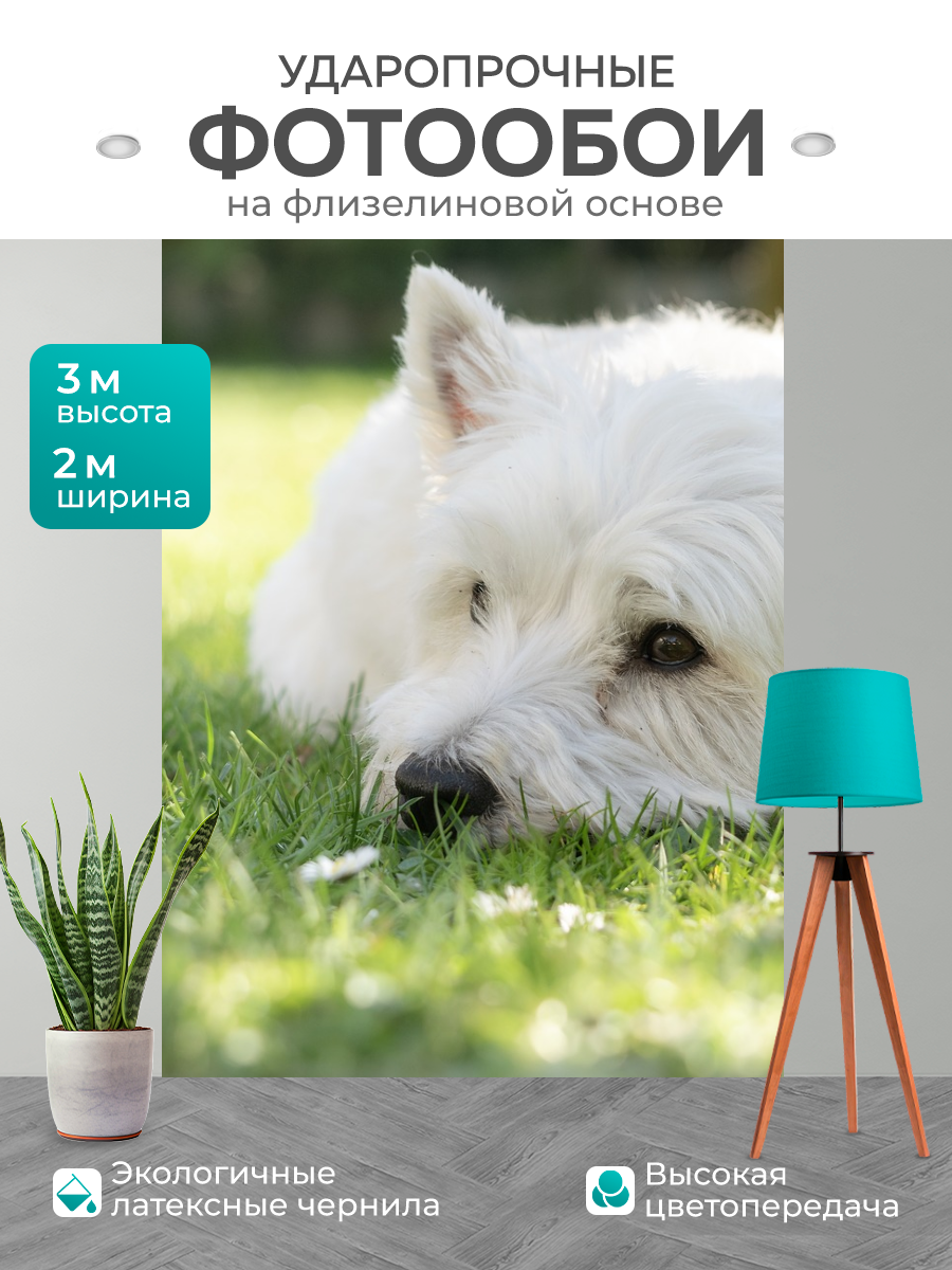 Фотообои моющиеся ударопрочные "Собака, вести, терьер" 200x300 см. флизелиновые на стену