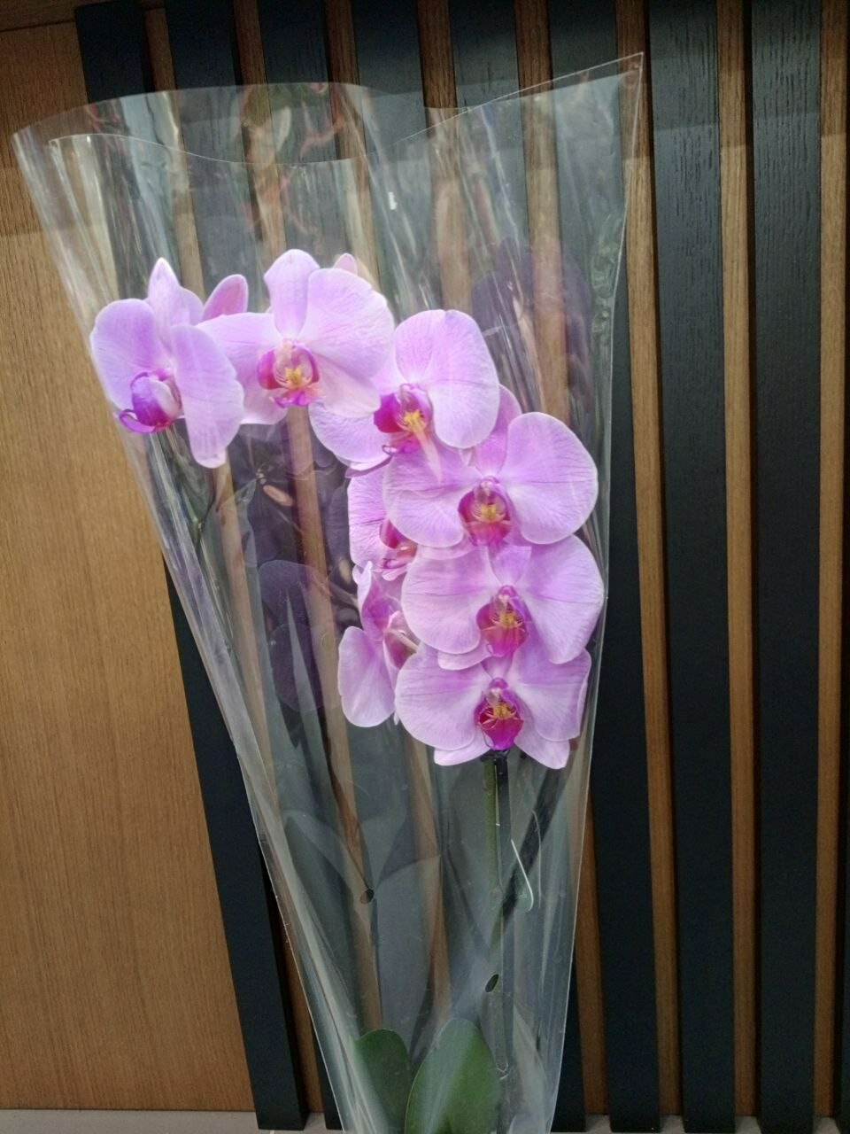 Орхидея Цветочная Лавка "Фаленопсис", настольная, компактная, 60x20 см, 0,9 л