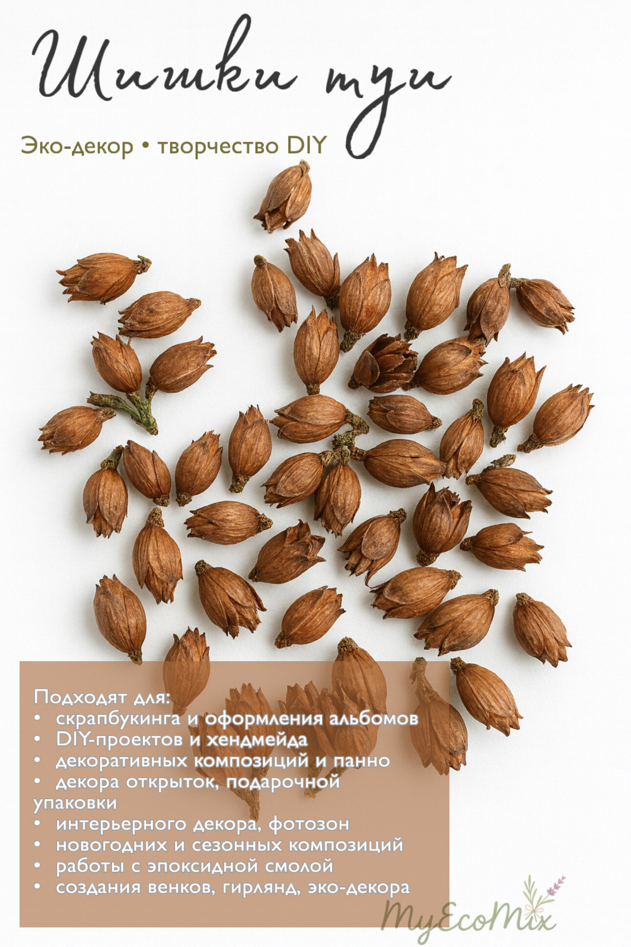 Шишки Туи для творчества и декора