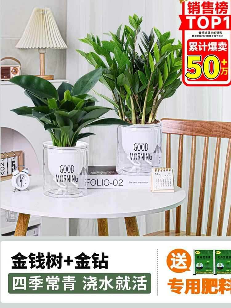 Горячая распродажаДенежное дерево, зеленое растение для интерьера, легкое в уходе, цветок для офиса, счастливое дерево, большой цветочный горшок, денежная гирлянда