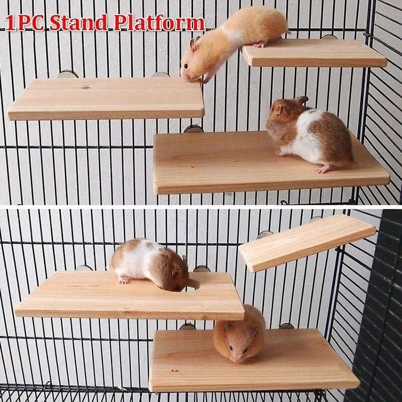 Шиншилла прыжок