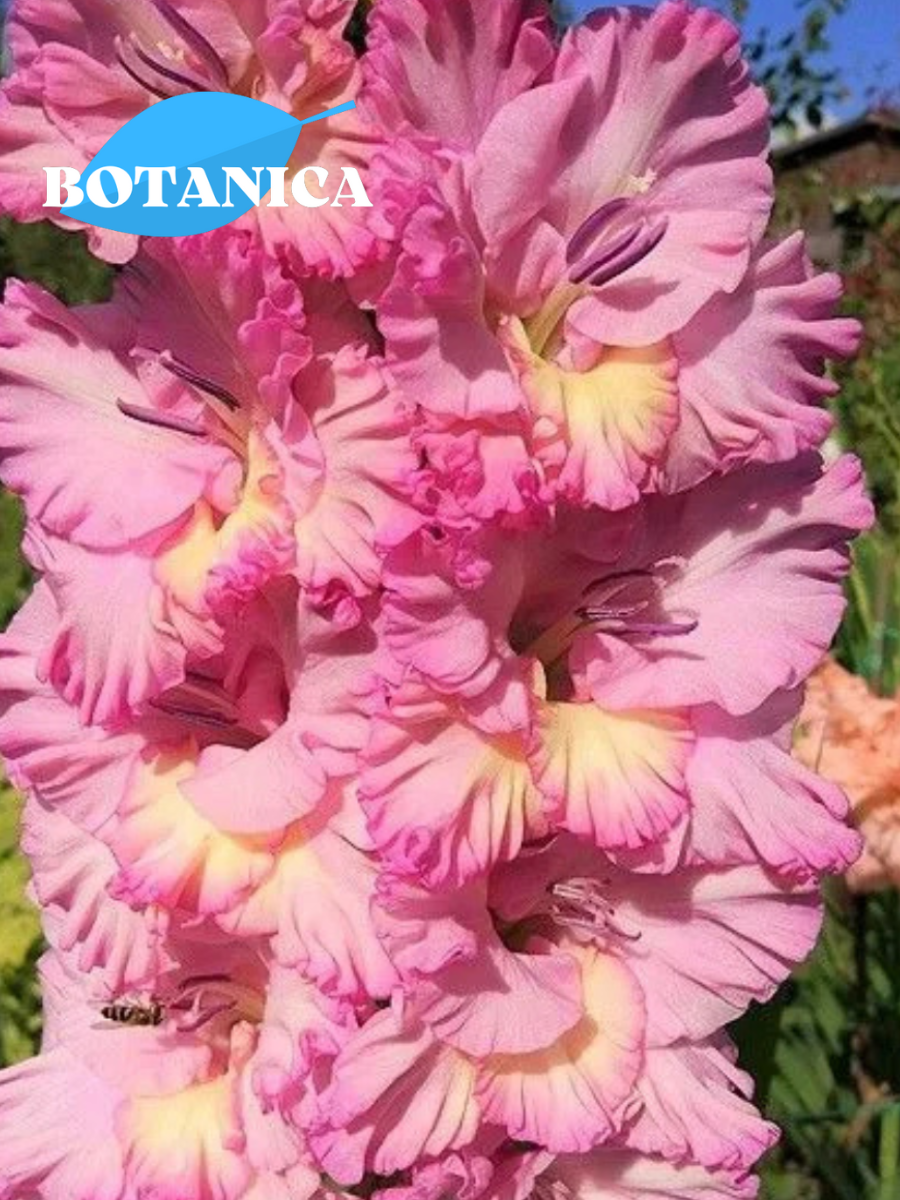 Луковицы цветов, botanica garden , Гладиолус Маджента Принцесс (2 штуки)