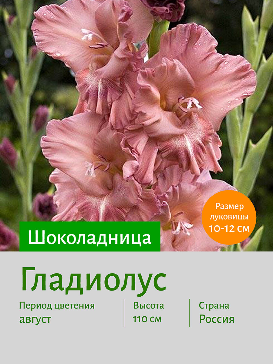Гладиолус Шоколадница (Shokoladnitsa) луковицы 1 шт сотка