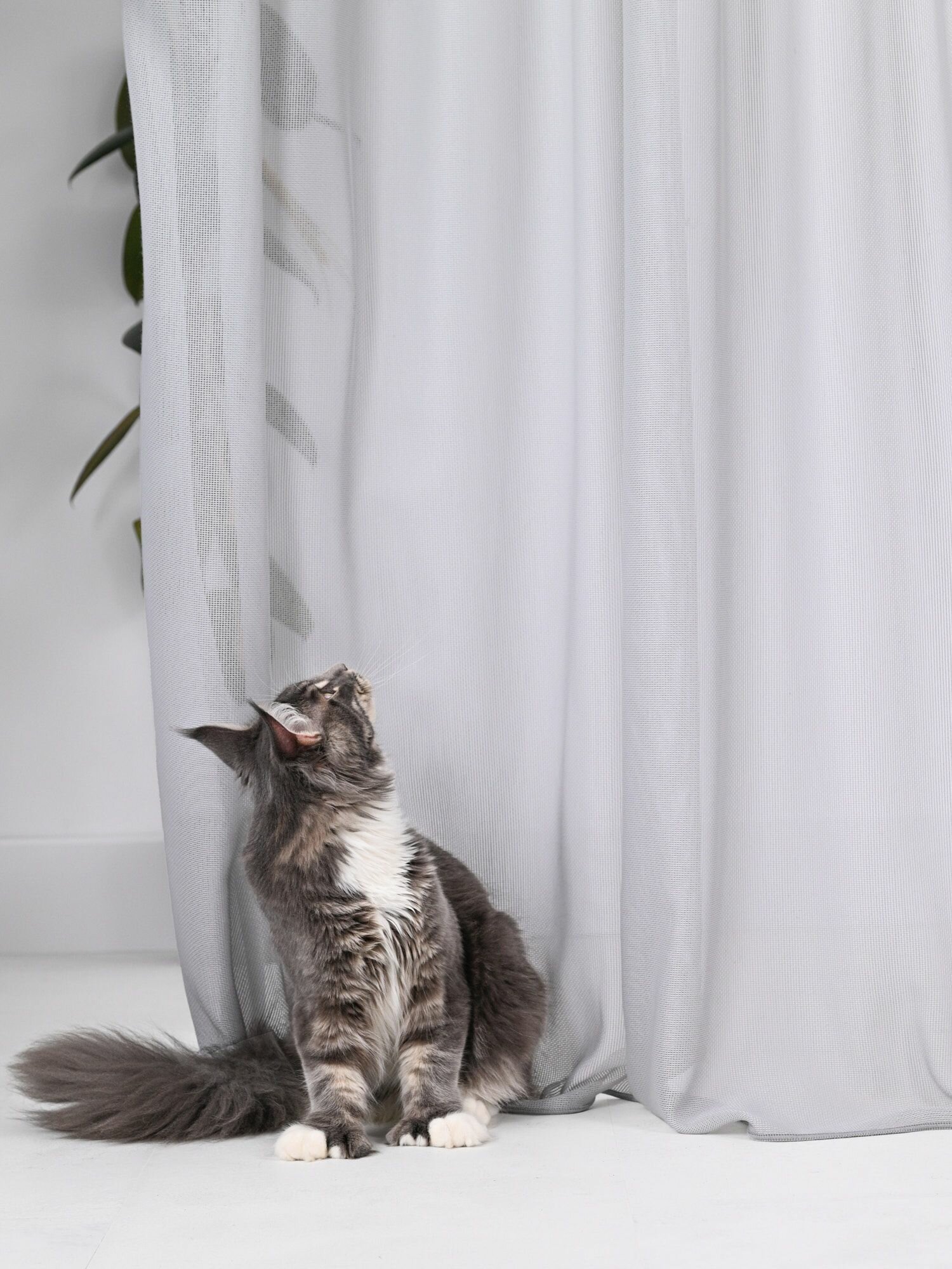 Тюль антикоготь "Катара", Erika Home (Evrika Home), 300х260см, на шторной ленте