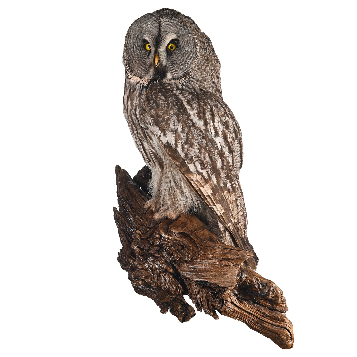 204924 Таксидермия Чучело неясыть бородатаая