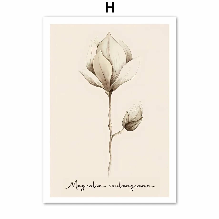 Постер Magnolia soulangiana, цвет H, 30x40 см, без рамы