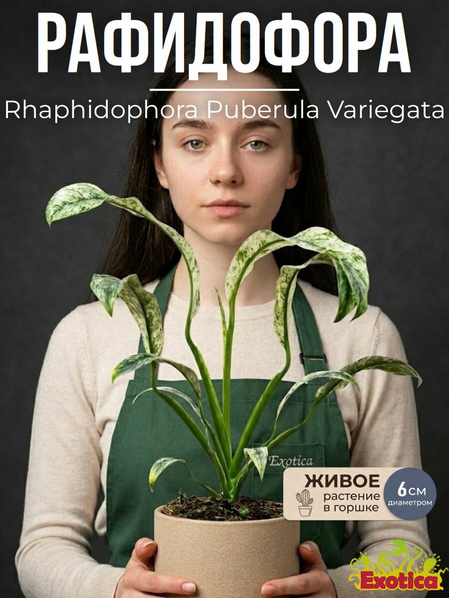 Рафидофора Пуберула Вариегата (Rhaphidophora Puberula Variegata) D6см, комнатный цветок