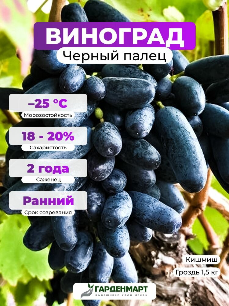 Саженец морозостойкий Виноград Кишмиш Черный палец
