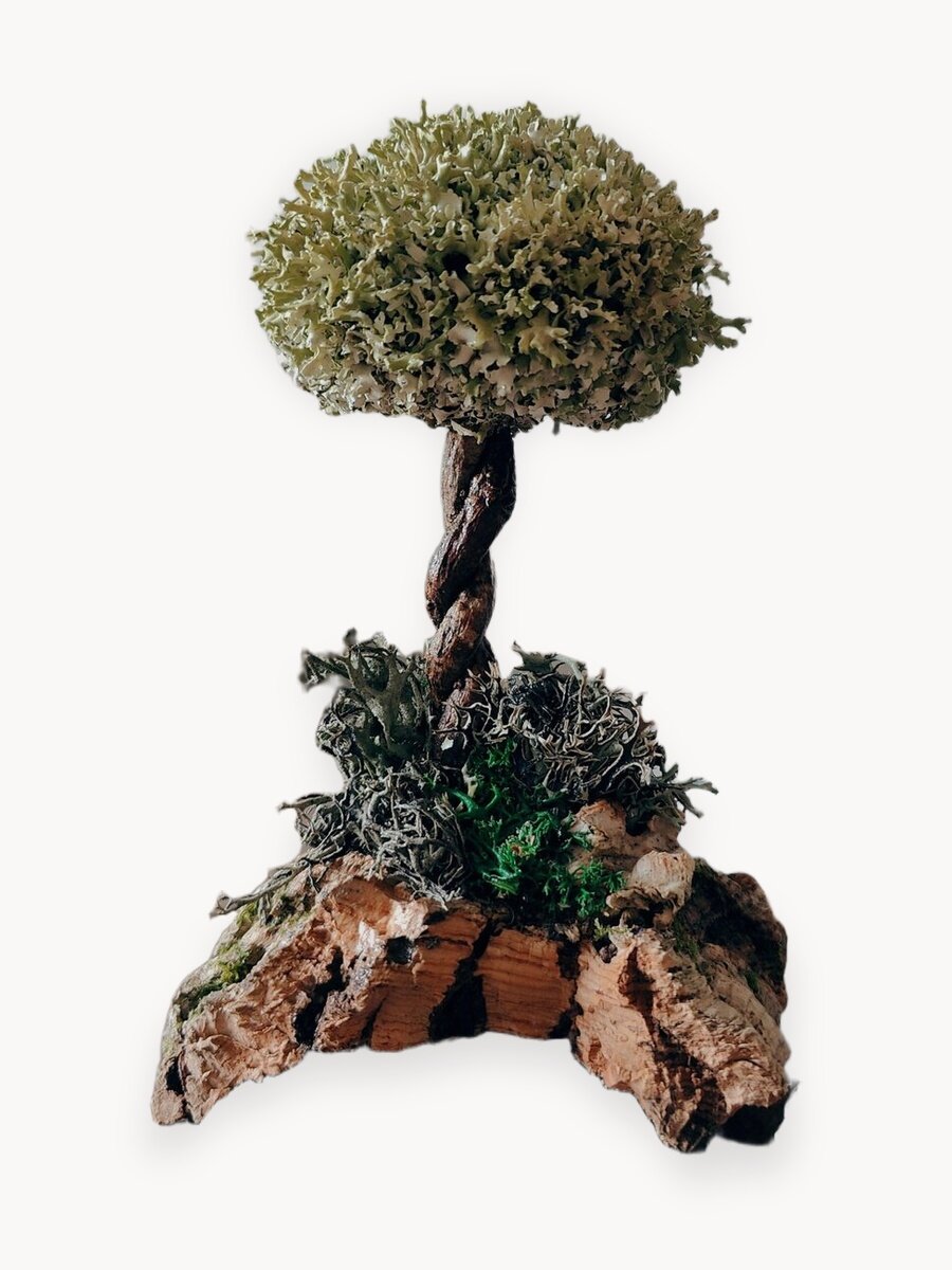 Цетрария дерево, украшение для дома, декор для кафе, гостиницы, офиса, приемной / Мох живой, исландский, 18 см
