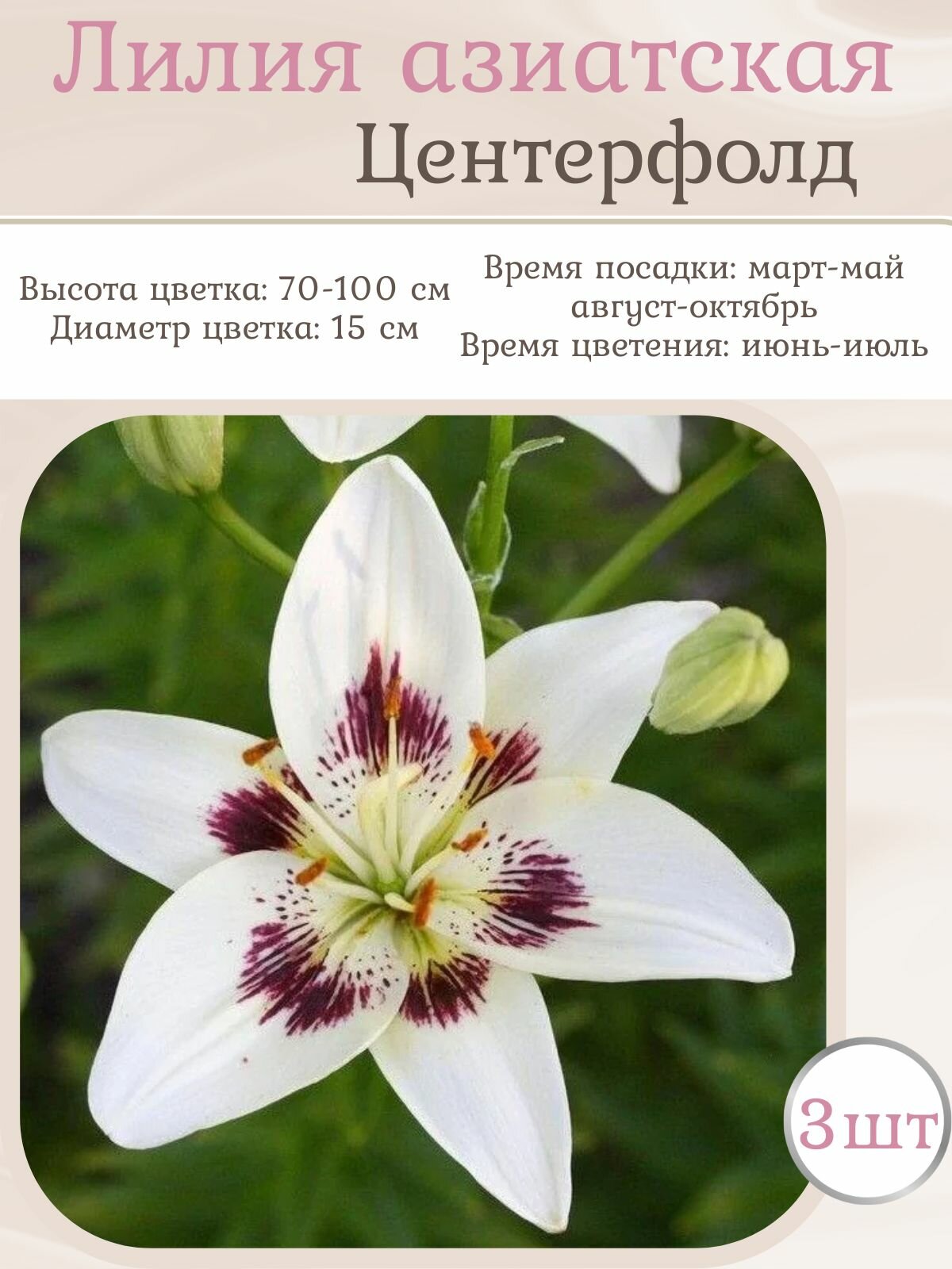 Лилия Азиатская, многолетние цветы, луковицы 3 шт