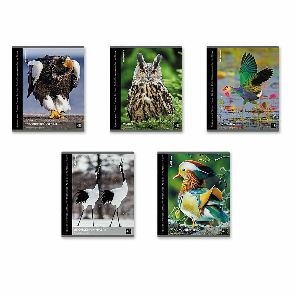 Тетрадь общая ученическая ErichKrause Энциклопедия, Красная книга России. Птицы, 48 листов, клетка, глянцевая ламинация_MIX-PACK