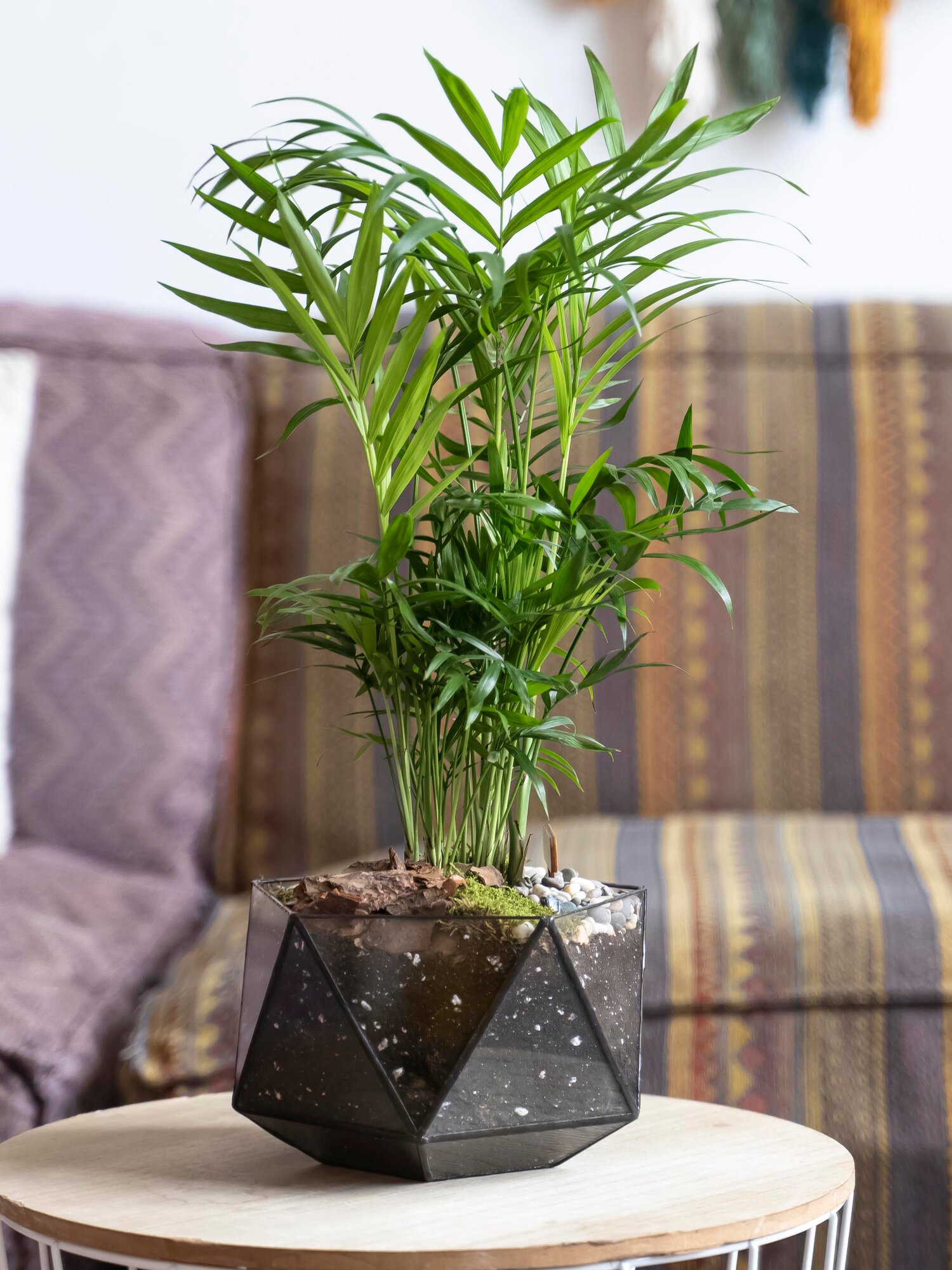 Geo Glass: Хамедорея домашняя, прозрачное кашпо с живой пальмой , растения для дома