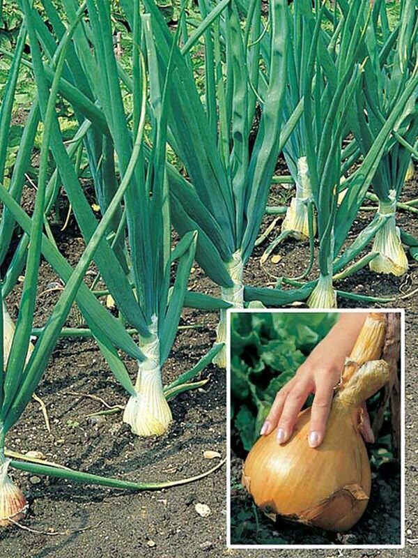 Коллекционные семена лука репчатый Алиса Грейг