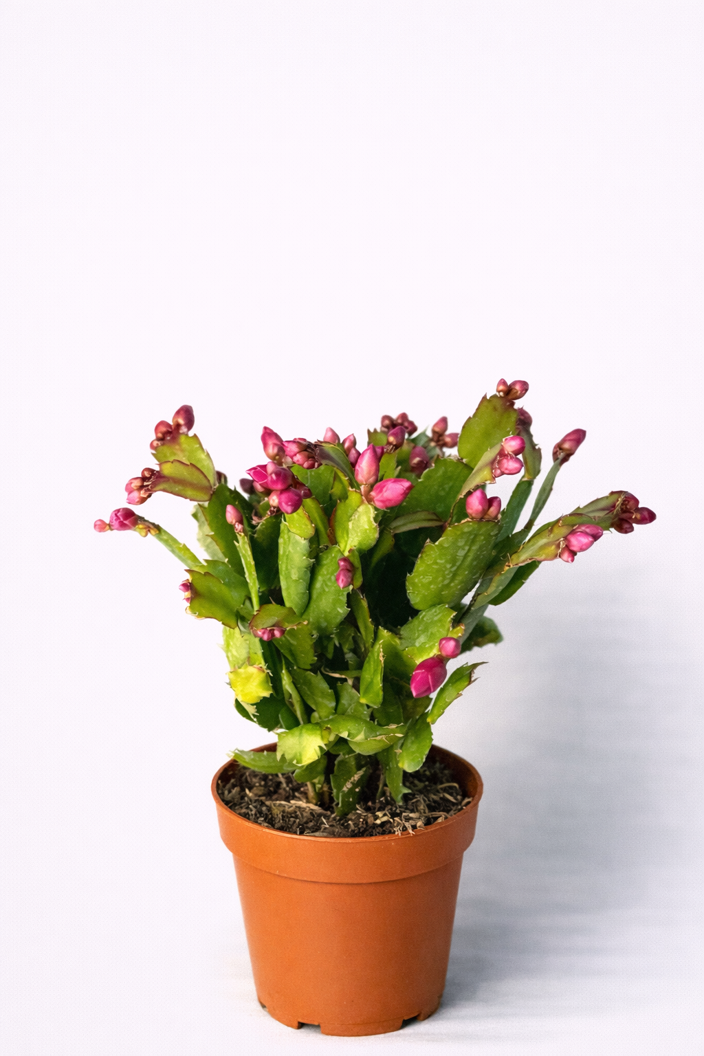 Шлюмбергера (Schlumbergera truncata) — рождественский кактус с яркими розовыми бутонами