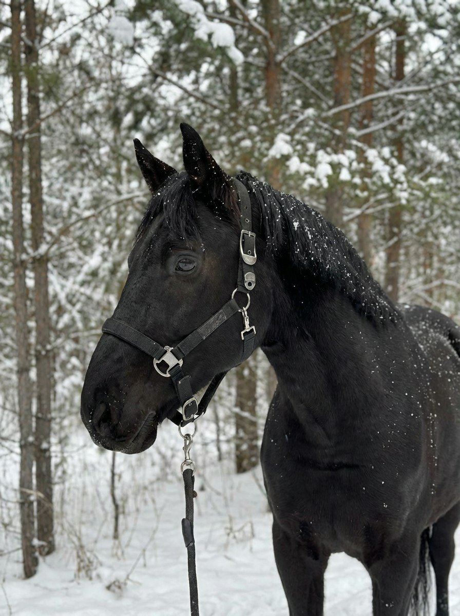 Недоуздок с неопреновой подкладкой Premier HorsePlanet