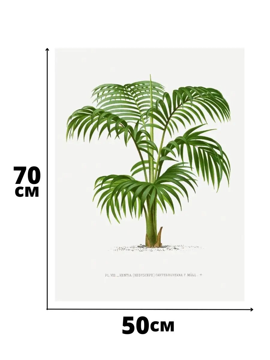 Постер Пальма, размеры 50 x 70 см, материал бумага, без рамы