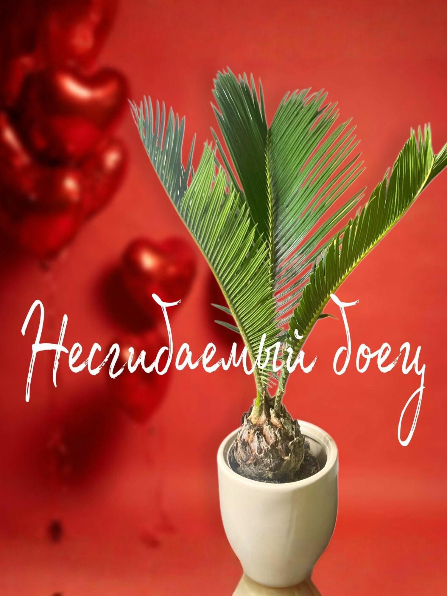 Цикас революта(саговниковая пальма) в горшке 30*10