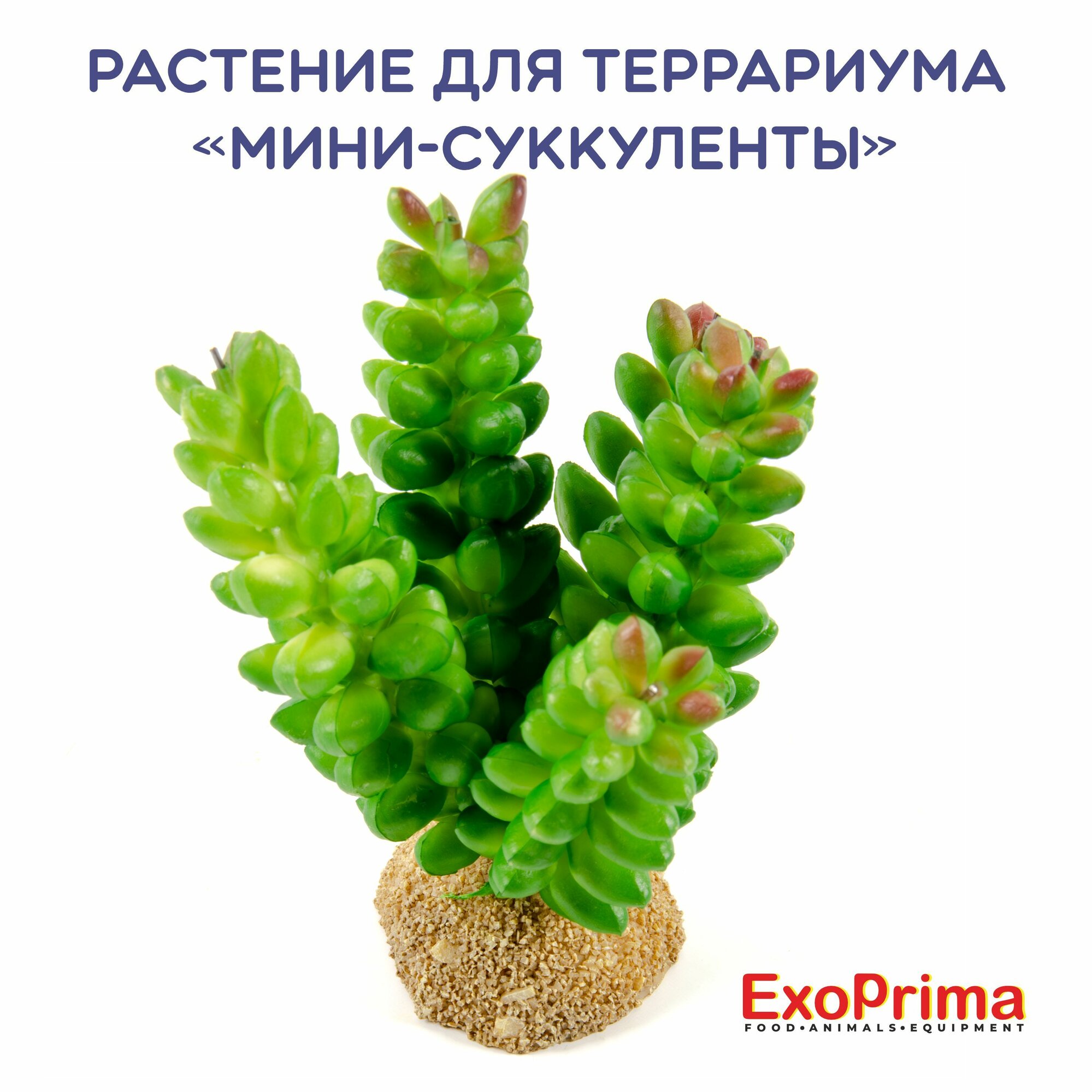 Мини-суккуленты для террариума, светло-зеленое, 6.5х7х9.5см