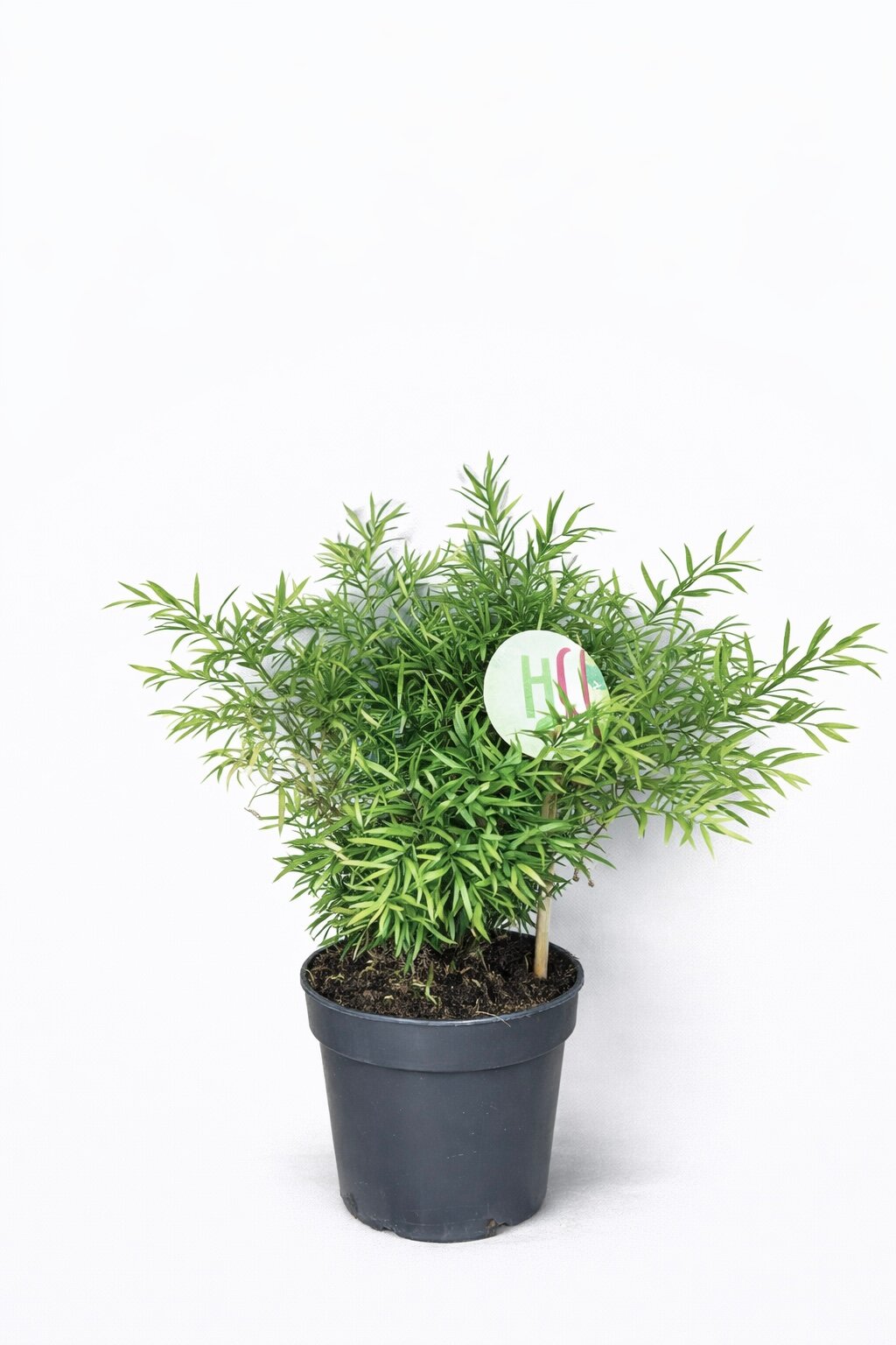 Аспарагус Мейера (Asparagus densiflorus) 14см