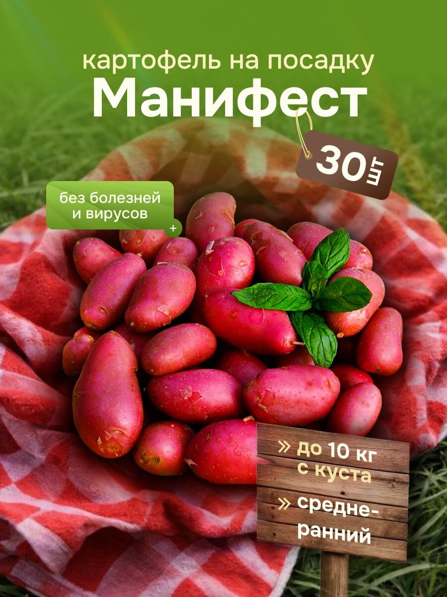 Картофель клубни на посадку Манифест 30шт "среднеранний"