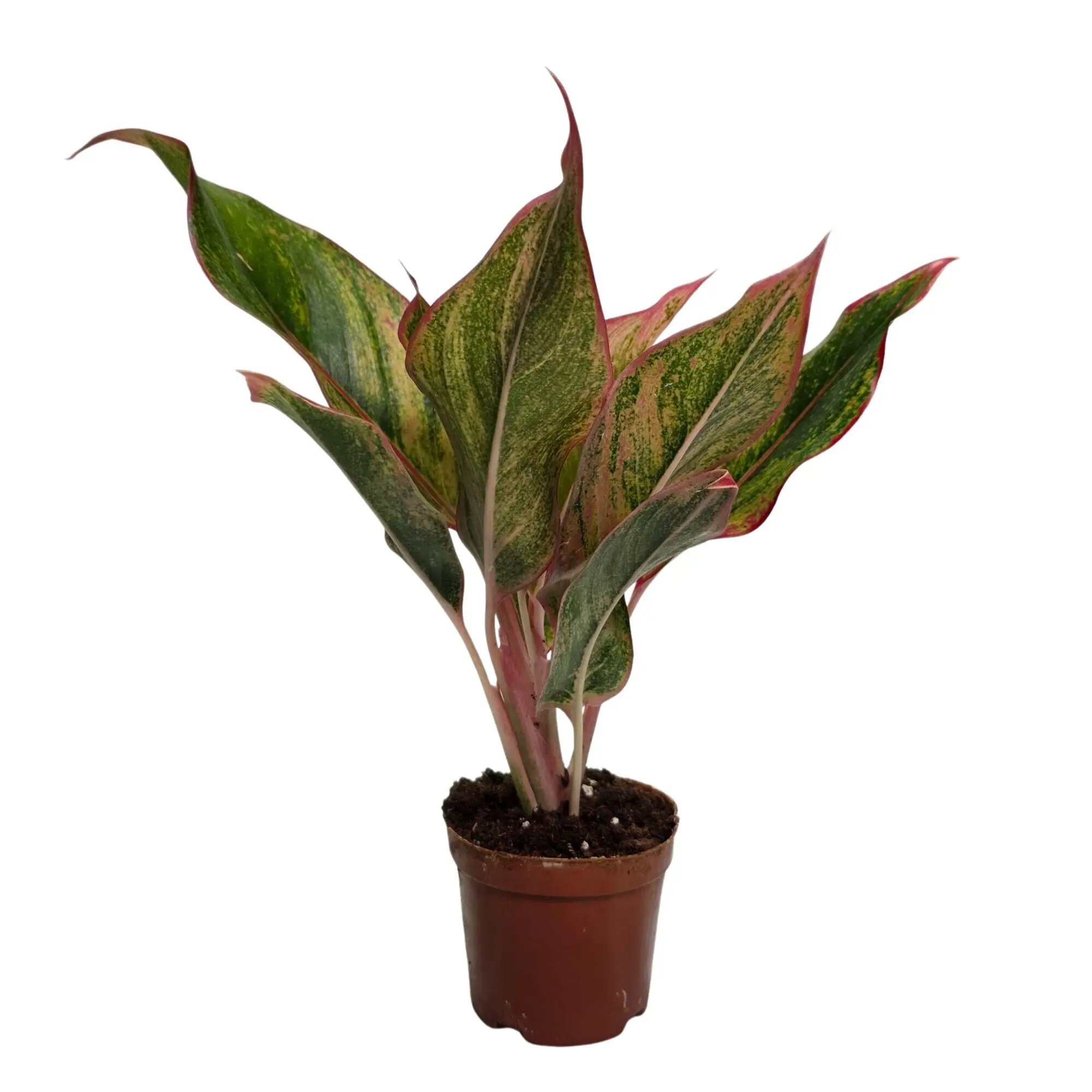 Аглаонема Сиам Аврора ø8 h20 см