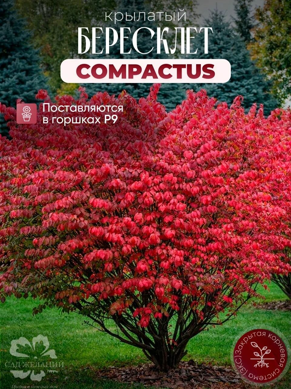 Бересклет крылатый компактус в тубе