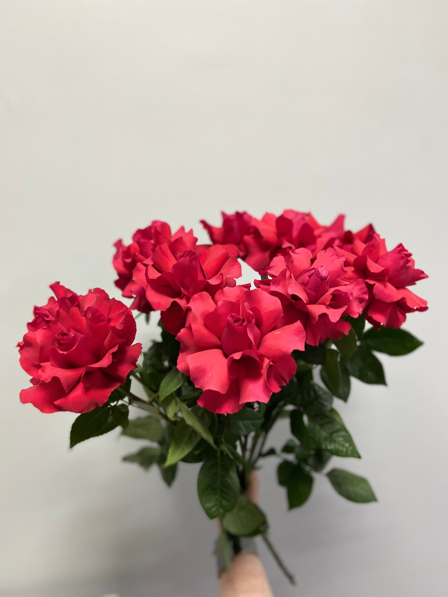 Букет из 11 французских роз красного цвета под ленту