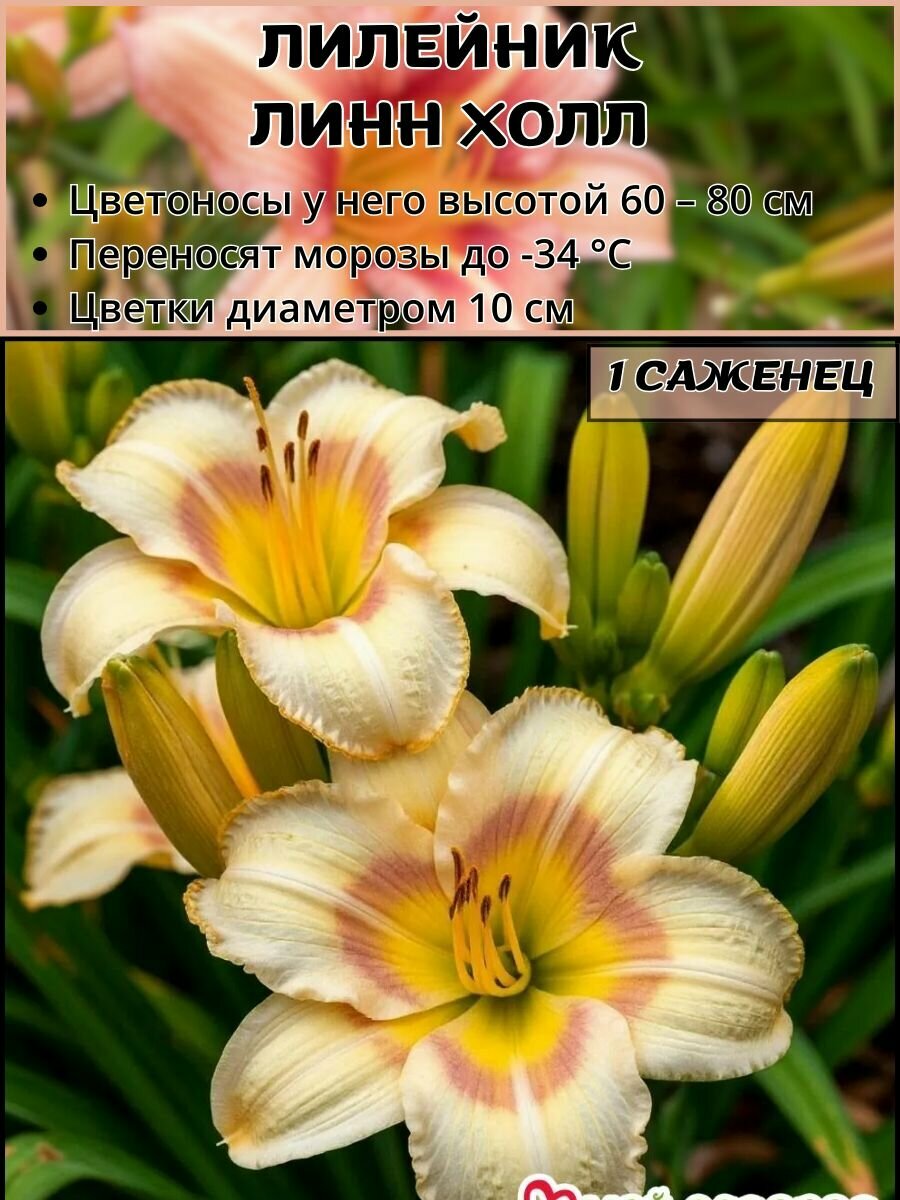 Лилейник саженец, многолетник 1 штука