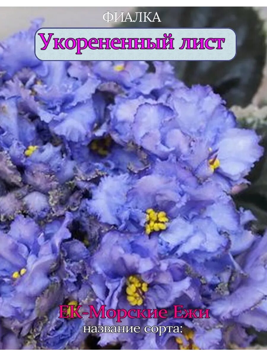 Фиалка живая в горшке комнатная сорт ЕК-Морские Ежи (укорененный лист) 1 штука