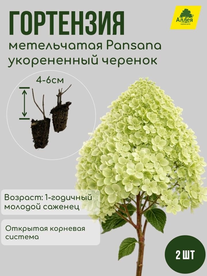Гортензия метельчатая Pansana укорененный черенок 2 шт