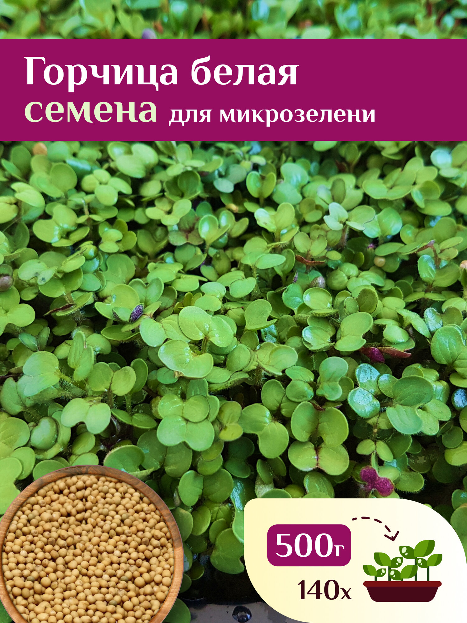 Горчица белая семена для микрозелени, Ильинские проростки 500г