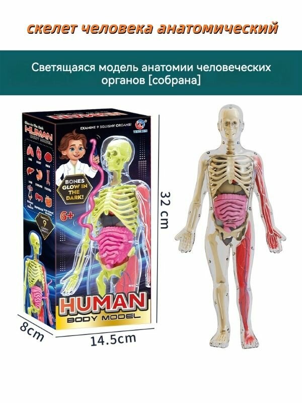 Скелет человека анатомический-Съемный набор моделей анатомии человека, материал ПВХ, может быть изготовлен своими руками