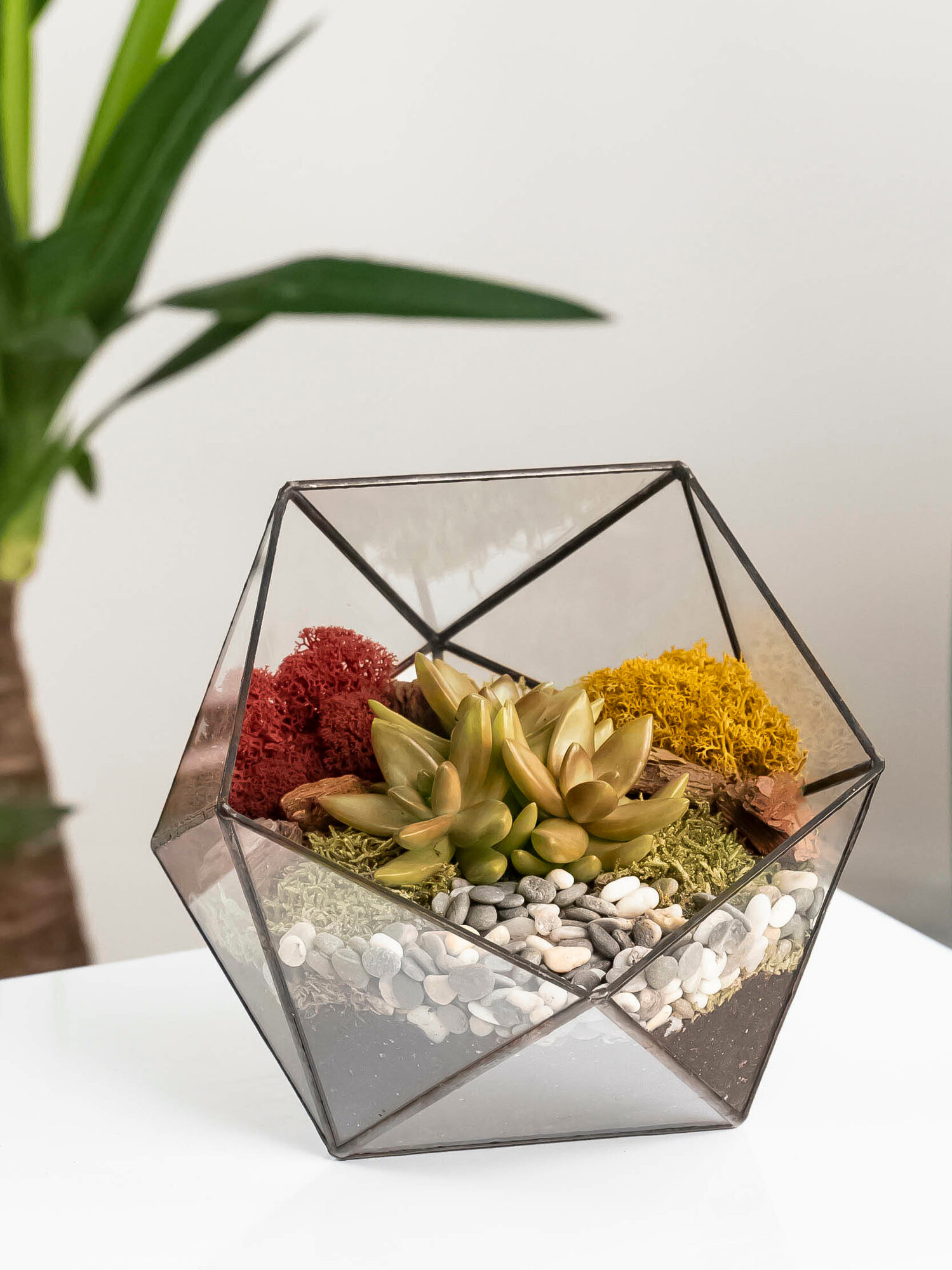 Geo Glass: Живой суккулент во флорариуме , ваза для флорариума , суккулент Седум