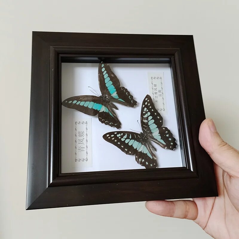 Настоящая бабочка, рамка ручной работы, образцы двух бабочек в теневой коробке, Коллекция уникальных таксидерми, сборные, отдельная рамка BU01