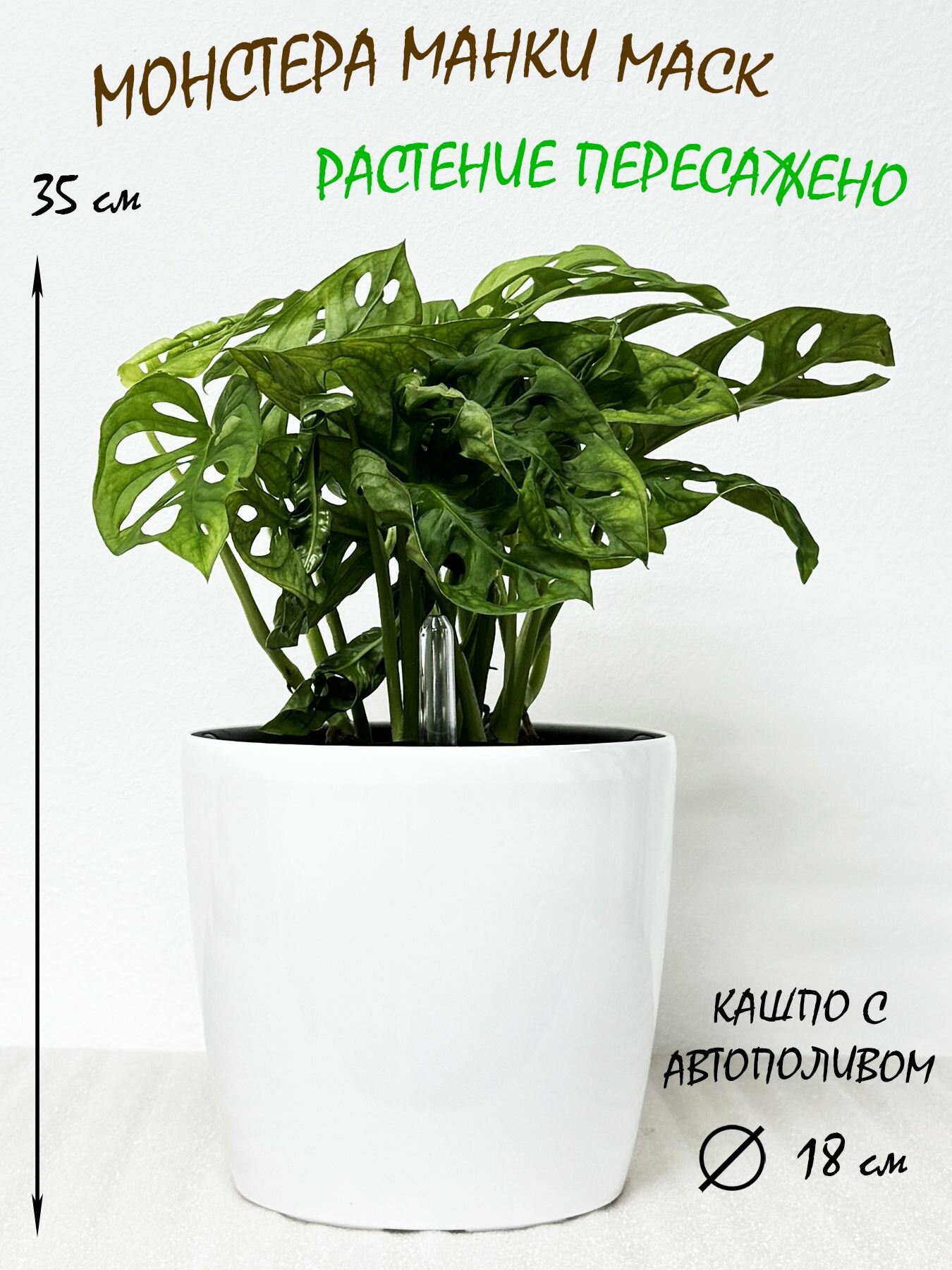 Монстера Манки Маск в белом кашпо с автополивом, высота 30-35см