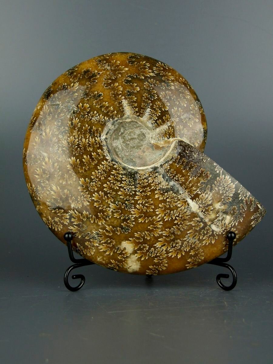 Натуральный аммонит Cleoniceras 17 см на стол большого размера