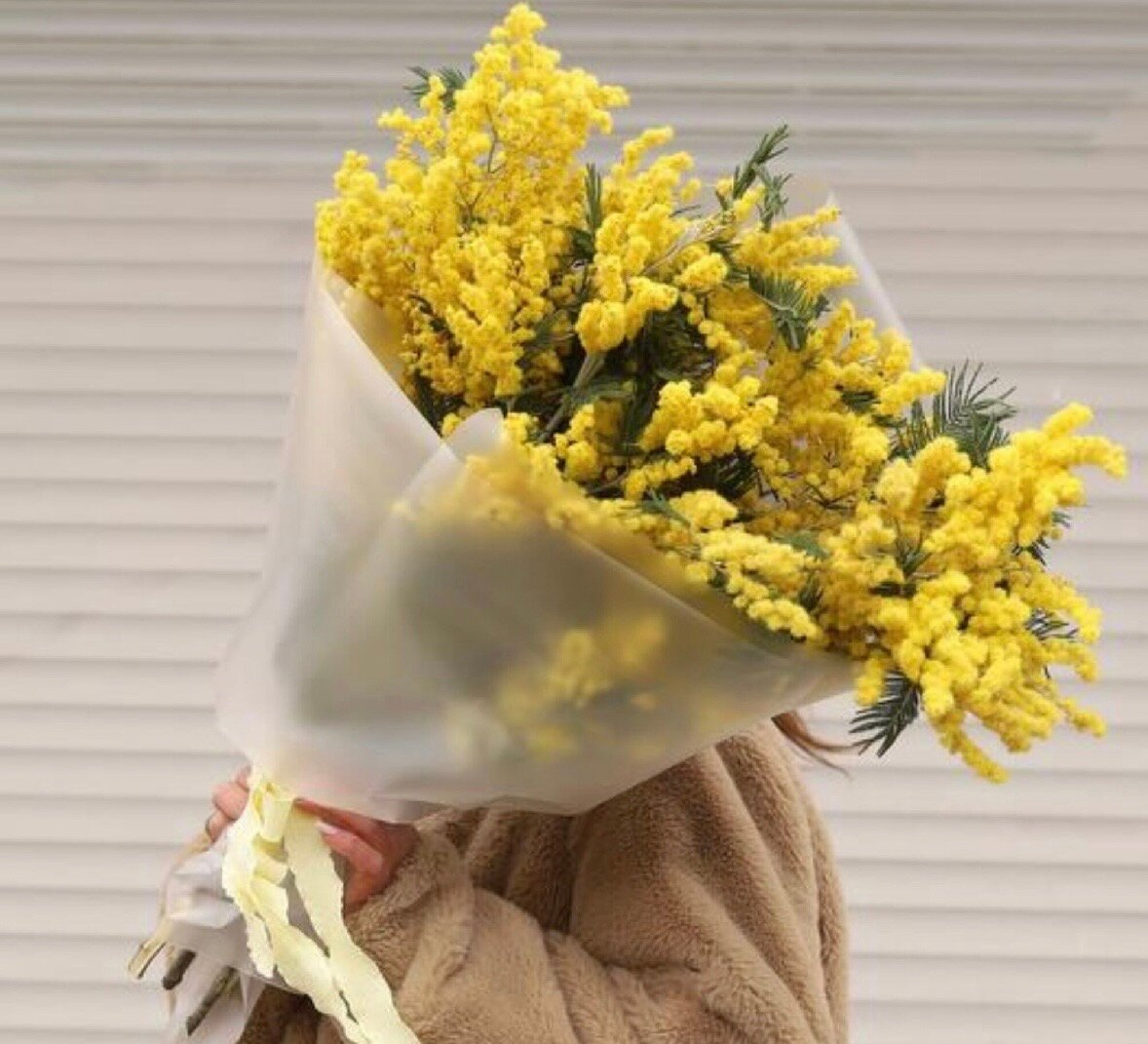 Букет комплимент «Пушистое солнце» (два банча итальянской мимозы)