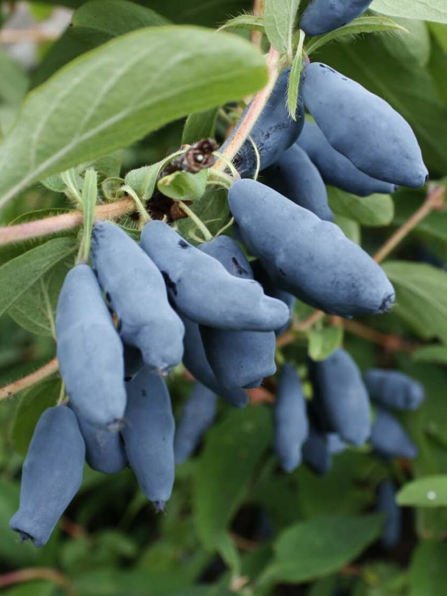 Жимолость Синяя птица 1шт, морозостойкость -40°C, сине-голубые ягоды