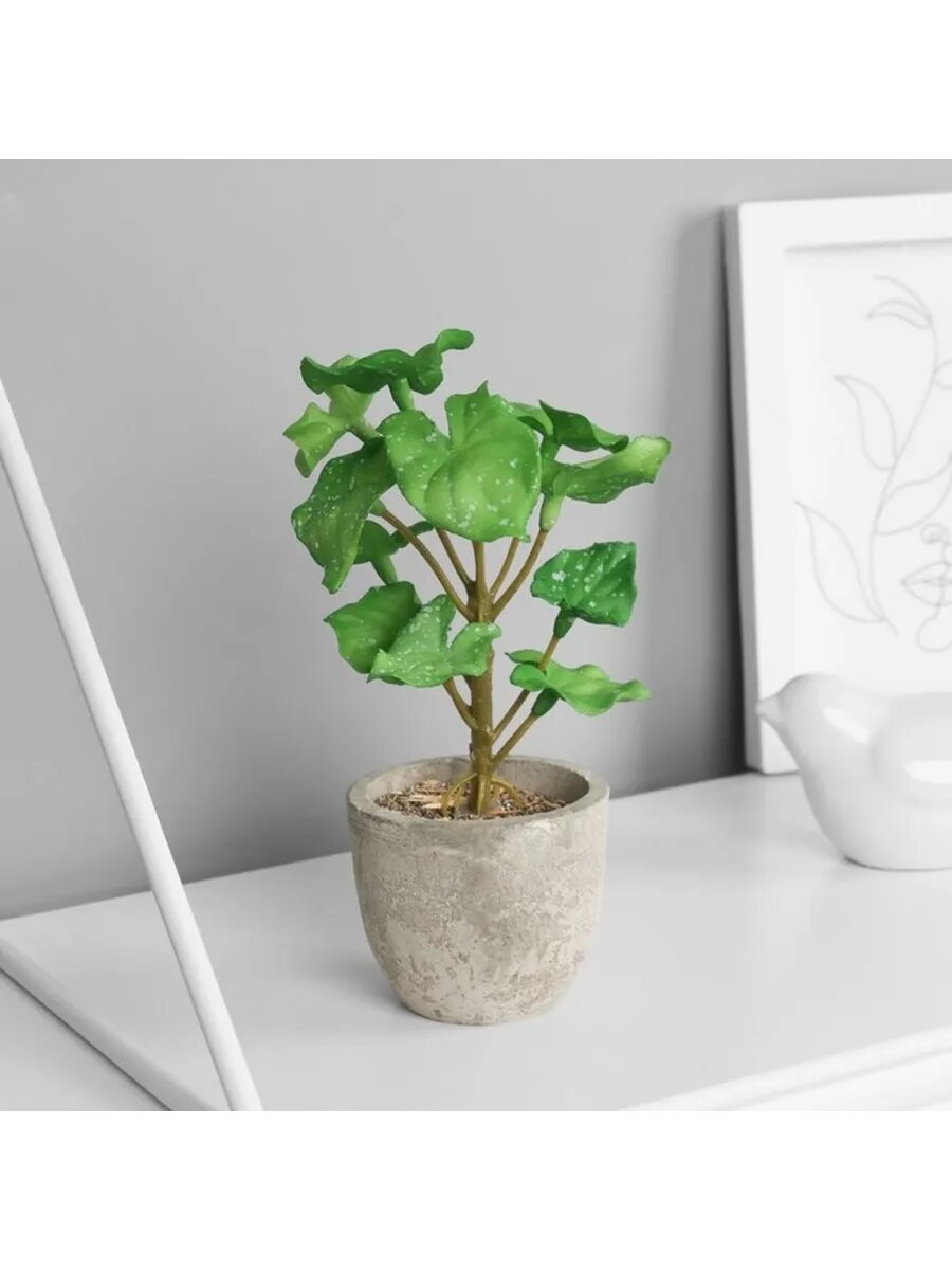 Элитный бонсай Филодендрон в стильном горшке