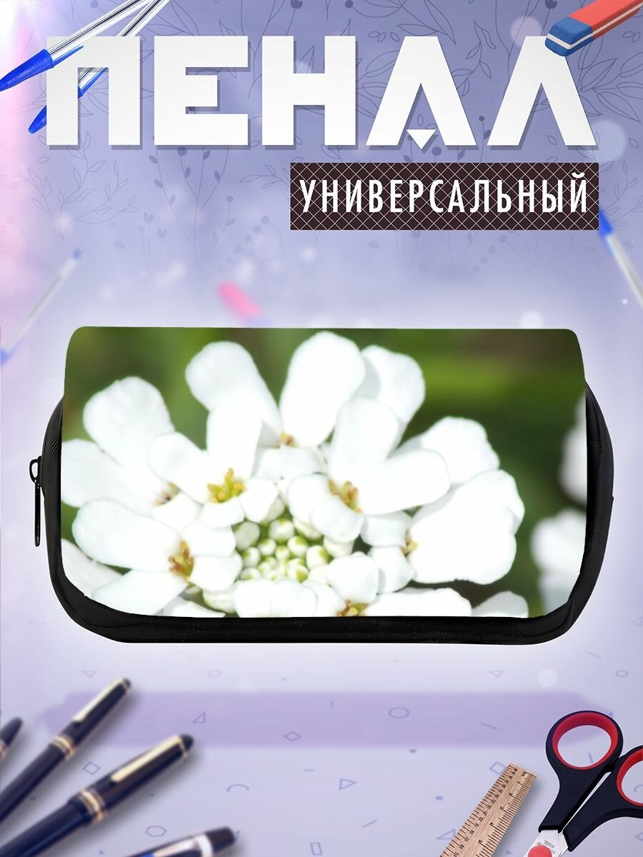 Школьный пенал Candytuft Иберис вечнозеленые чандратупты