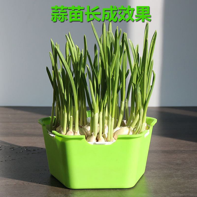 Гидропонные рассады чеснока, лук-шалот, ростки фасоли, поддон для посадки, зеленые ростки, поддон для рассады, беспочвенное выращивание, семена чеснока