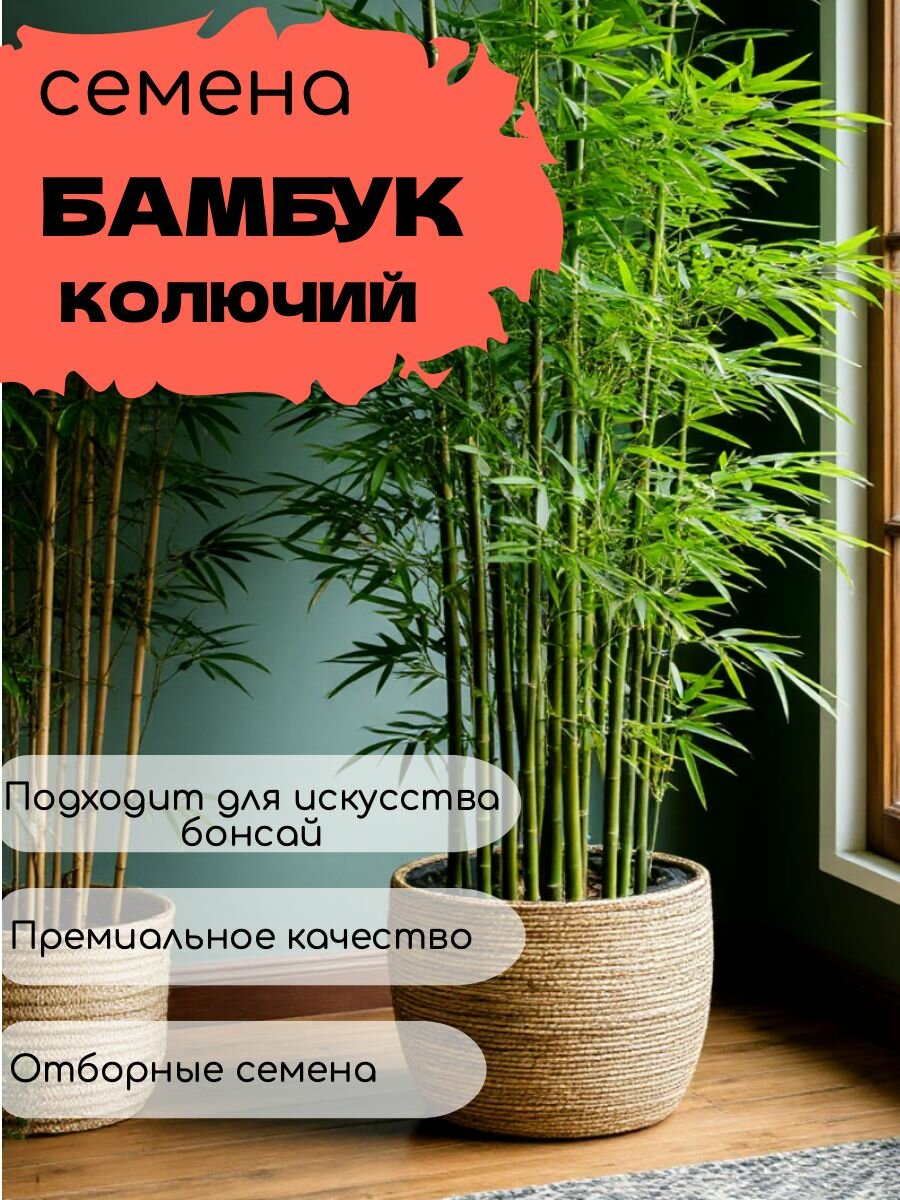 Колючий Бамбук, декоративный комнатный Семена 30 шт + подарок